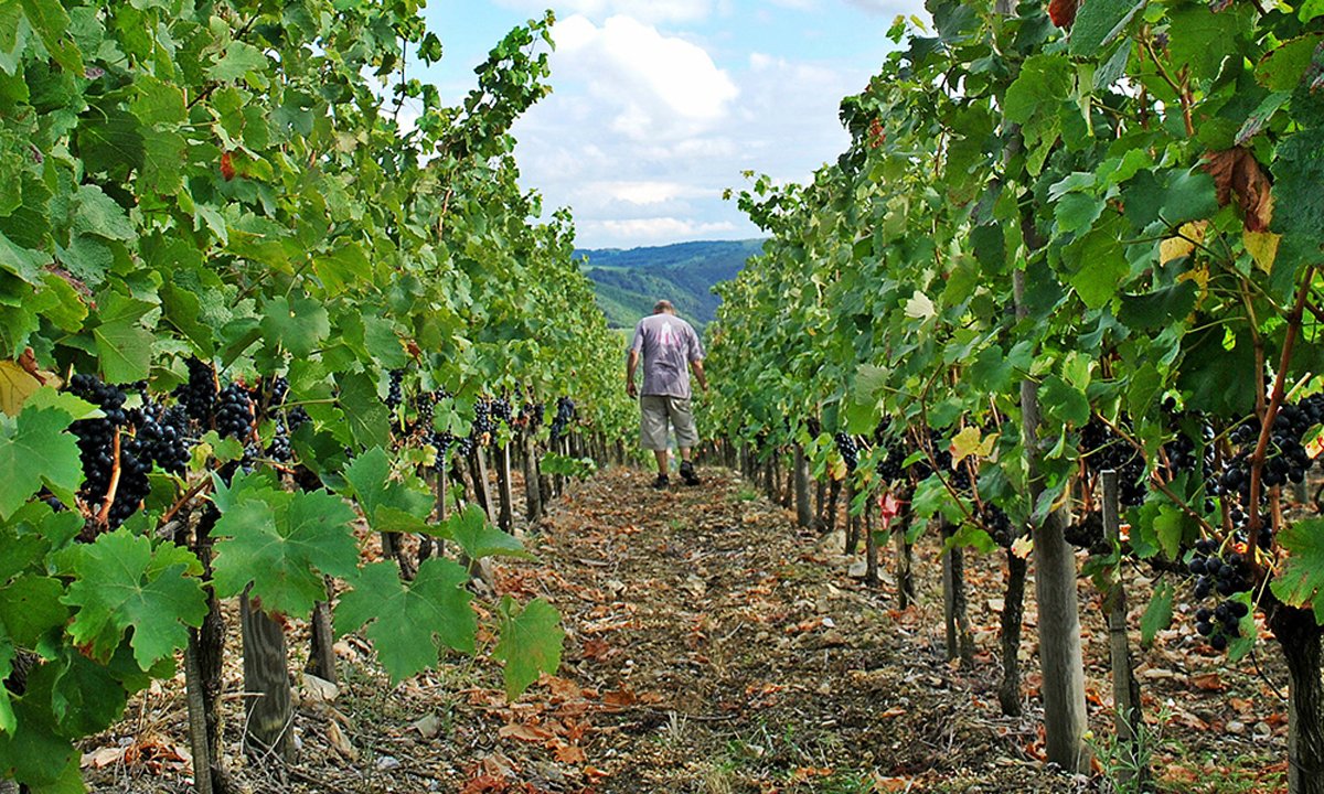 Domaine François Villard
